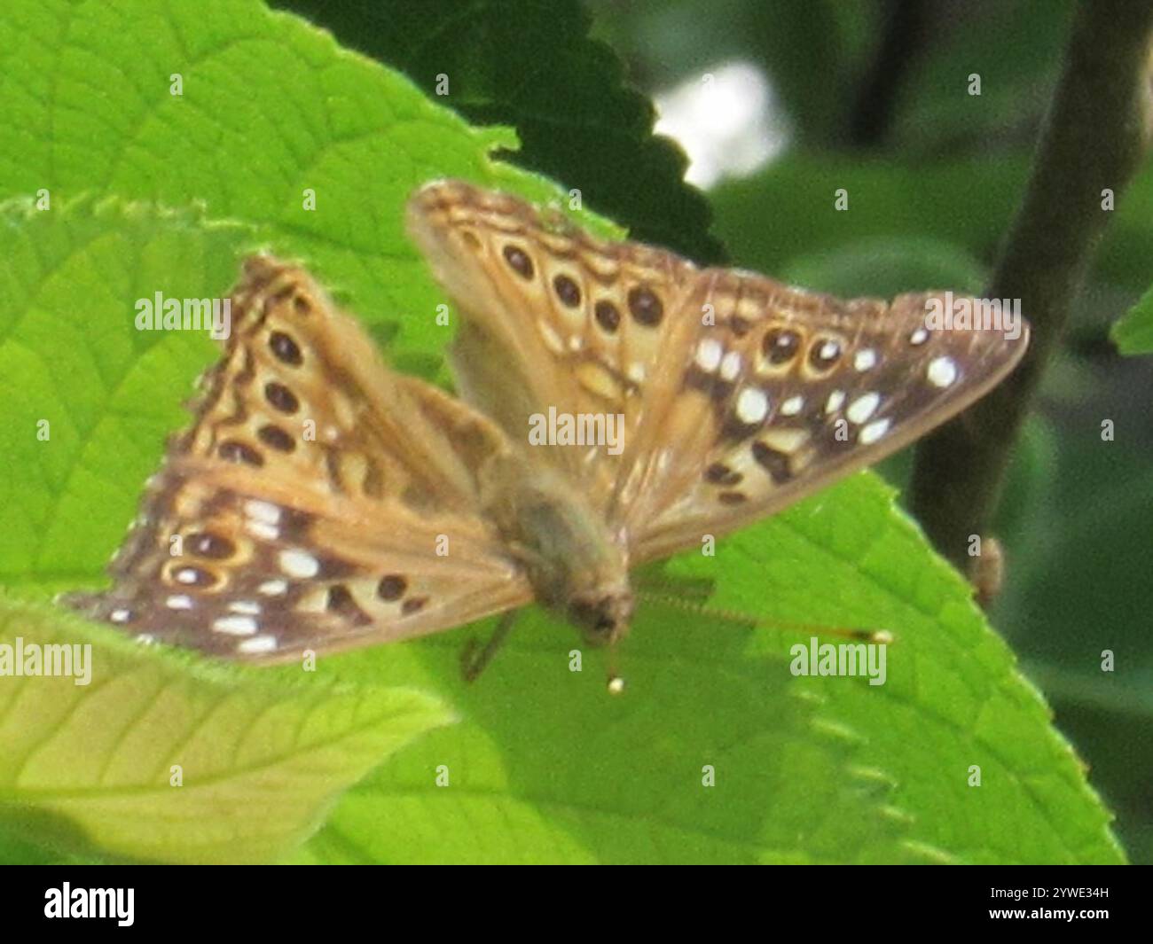 Hackberry Emperor (Asterocampa celtis Stock Photo - Alamy