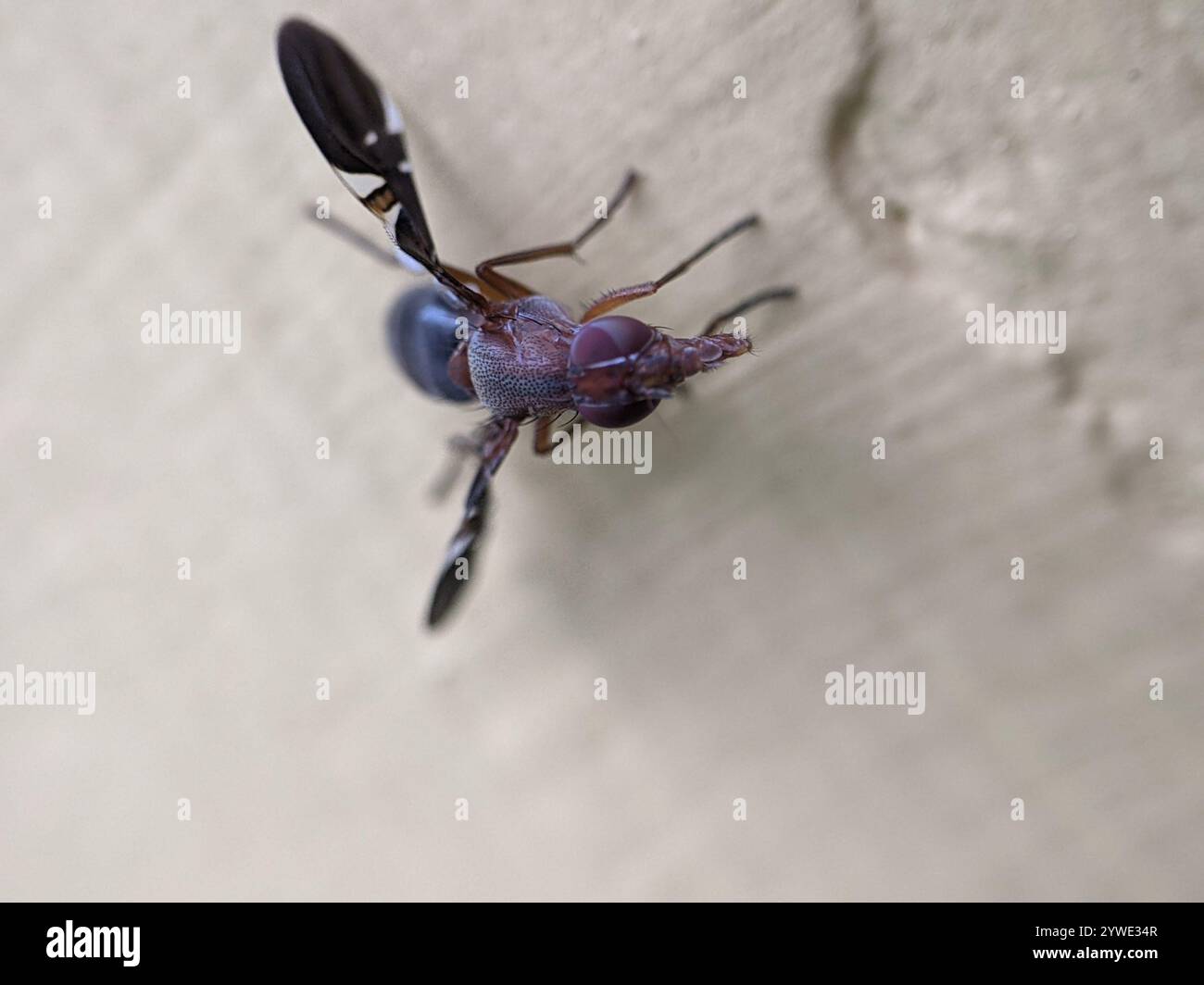 Common Picture-winged Fly (Delphinia picta Stock Photo - Alamy