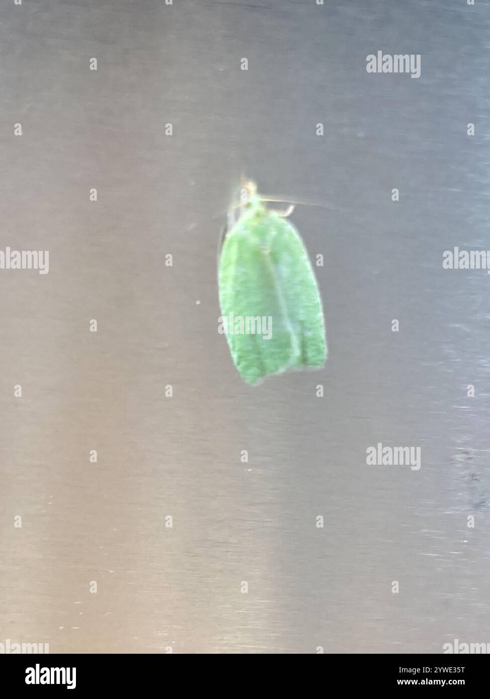 Green Oak Tortrix (Tortrix viridana Stock Photo - Alamy