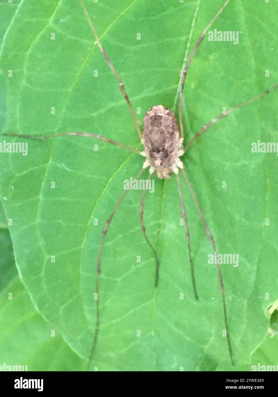 Spring Harvestman (Rilaena triangularis Stock Photo - Alamy