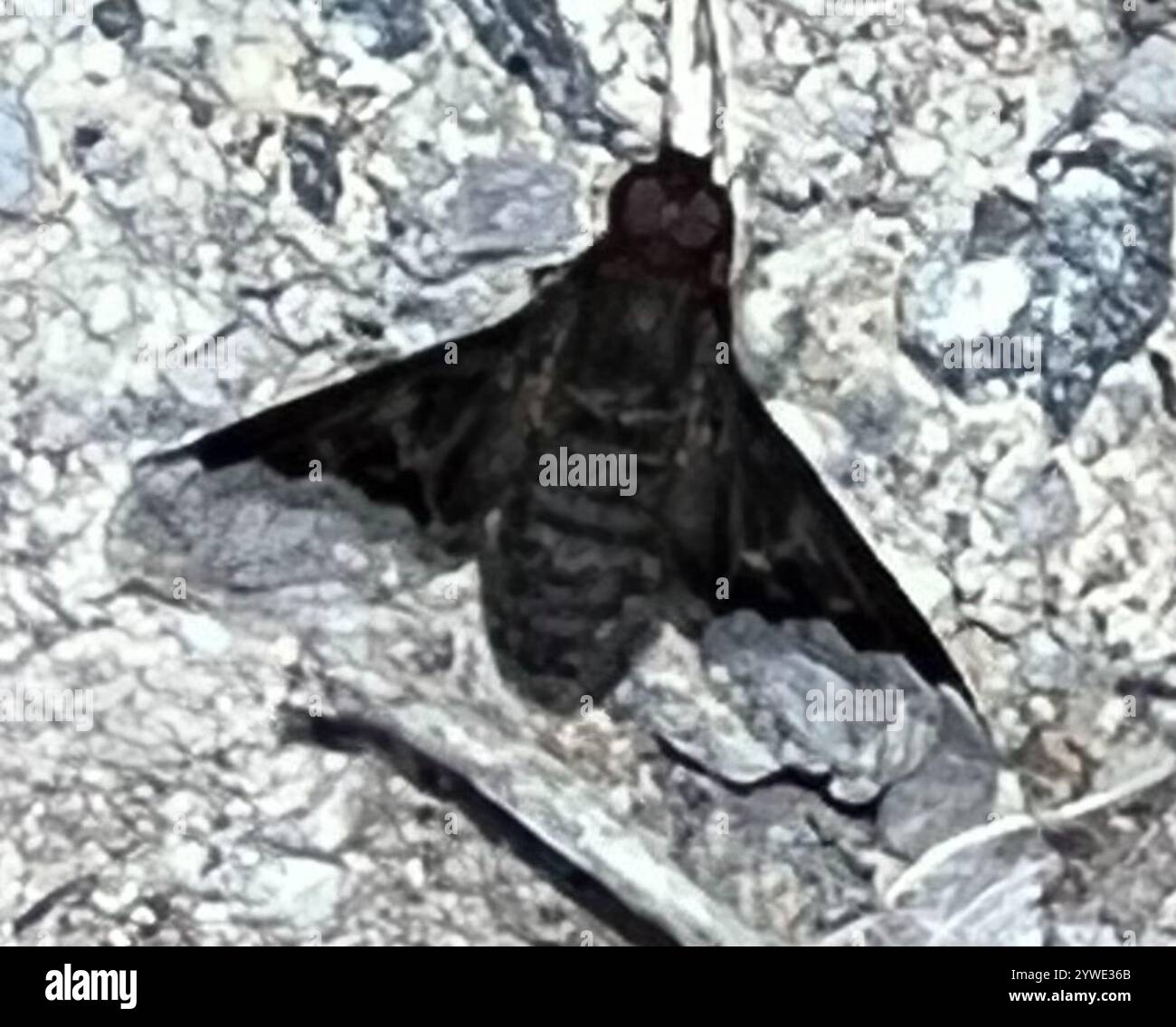 Black Banded Bee Fly (Hemipenthes morio Stock Photo - Alamy