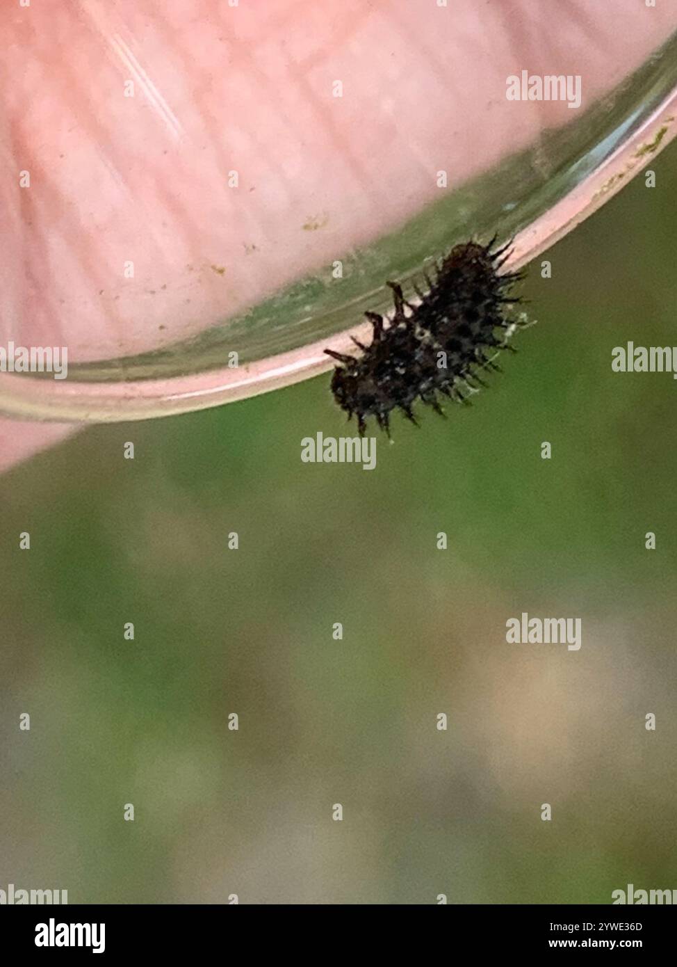 Kidney-spot Ladybird (Chilocorus renipustulatus Stock Photo - Alamy