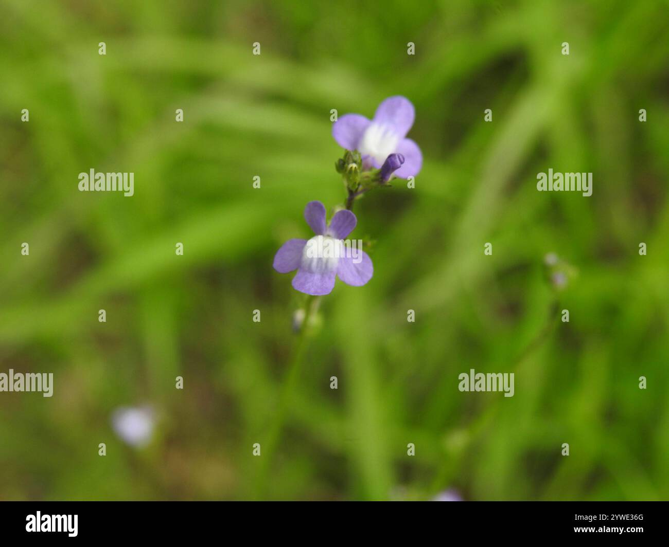 blue toadflax (Nuttallanthus canadensis Stock Photo - Alamy