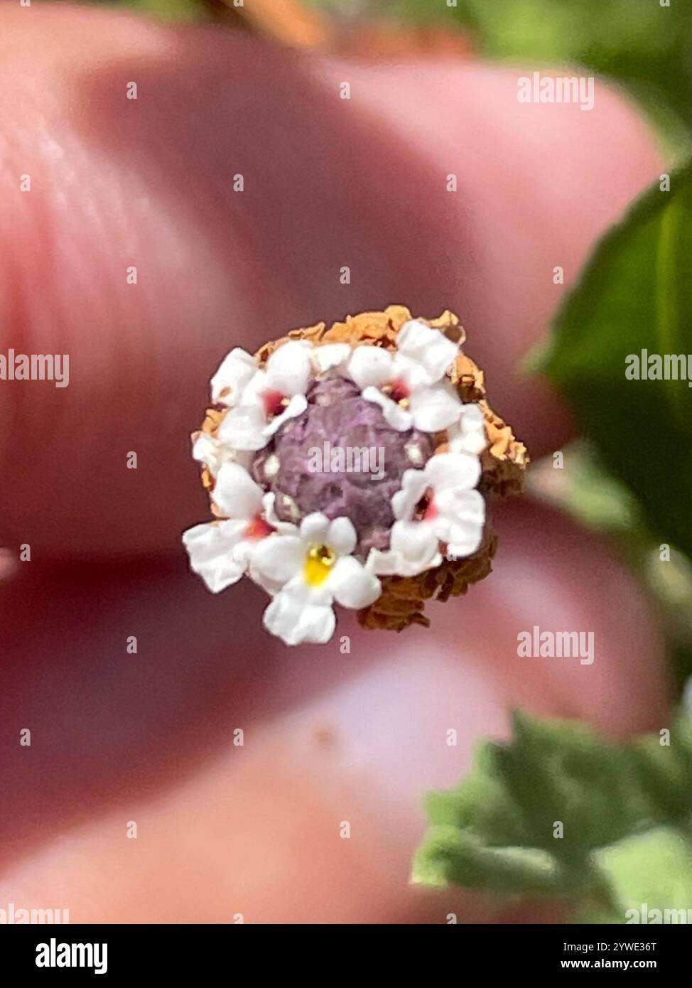 turkey tangle frogfruit (Phyla nodiflora Stock Photo - Alamy
