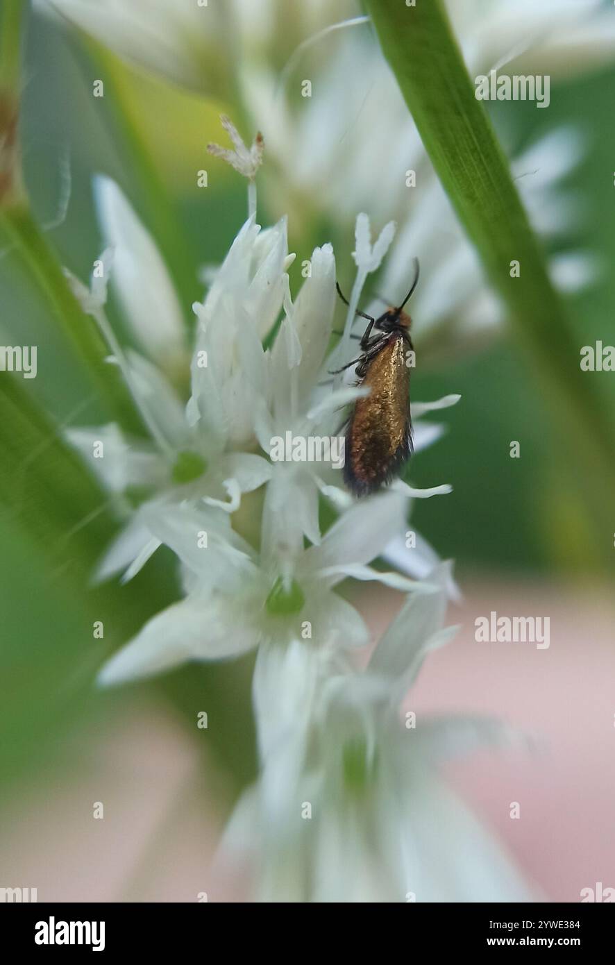 Mandibulate Archaic Moths (Micropterigoidea Stock Photo - Alamy