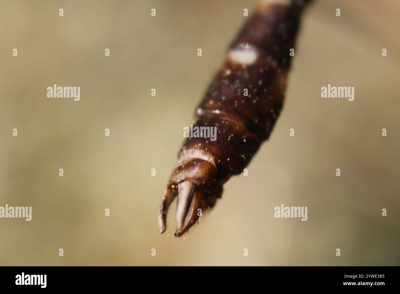 Stream Cruiser (Didymops transversa Stock Photo - Alamy