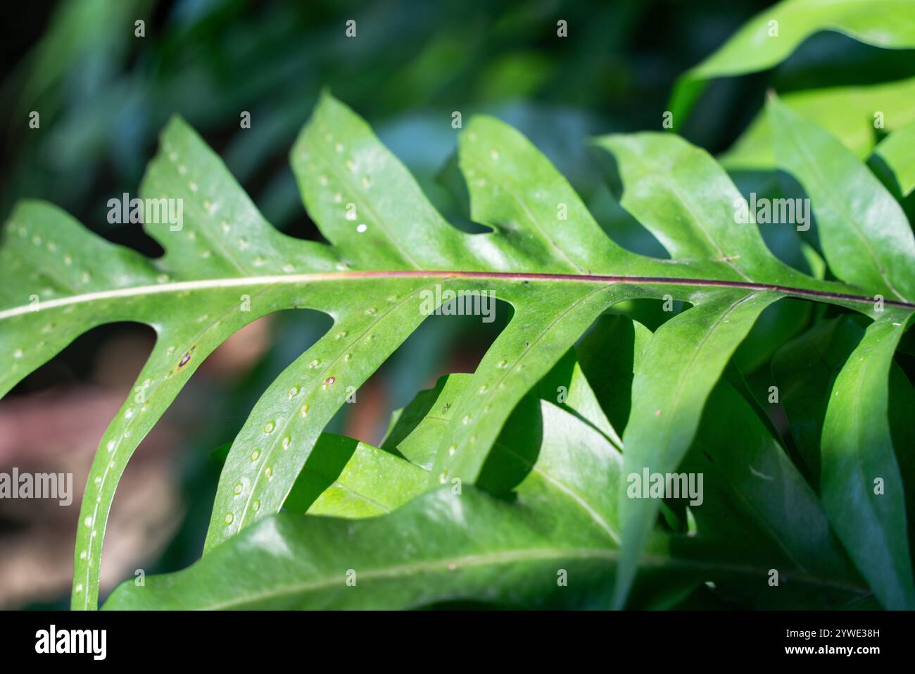 Fern leaf plant detail, macro shot photo Stock Photo - Alamy