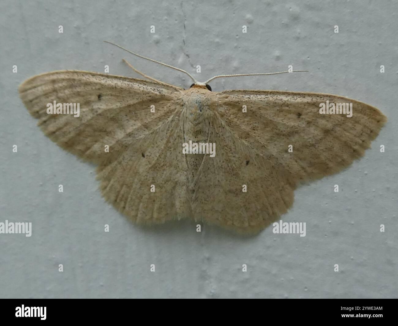 Geometer Moths (Geometridae Stock Photo - Alamy