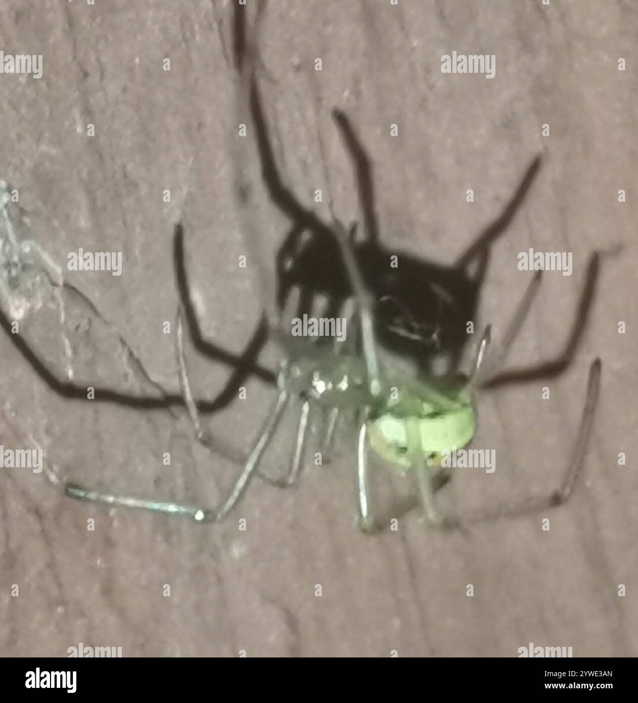 Common candy-striped spider (Enoplognatha ovata Stock Photo - Alamy