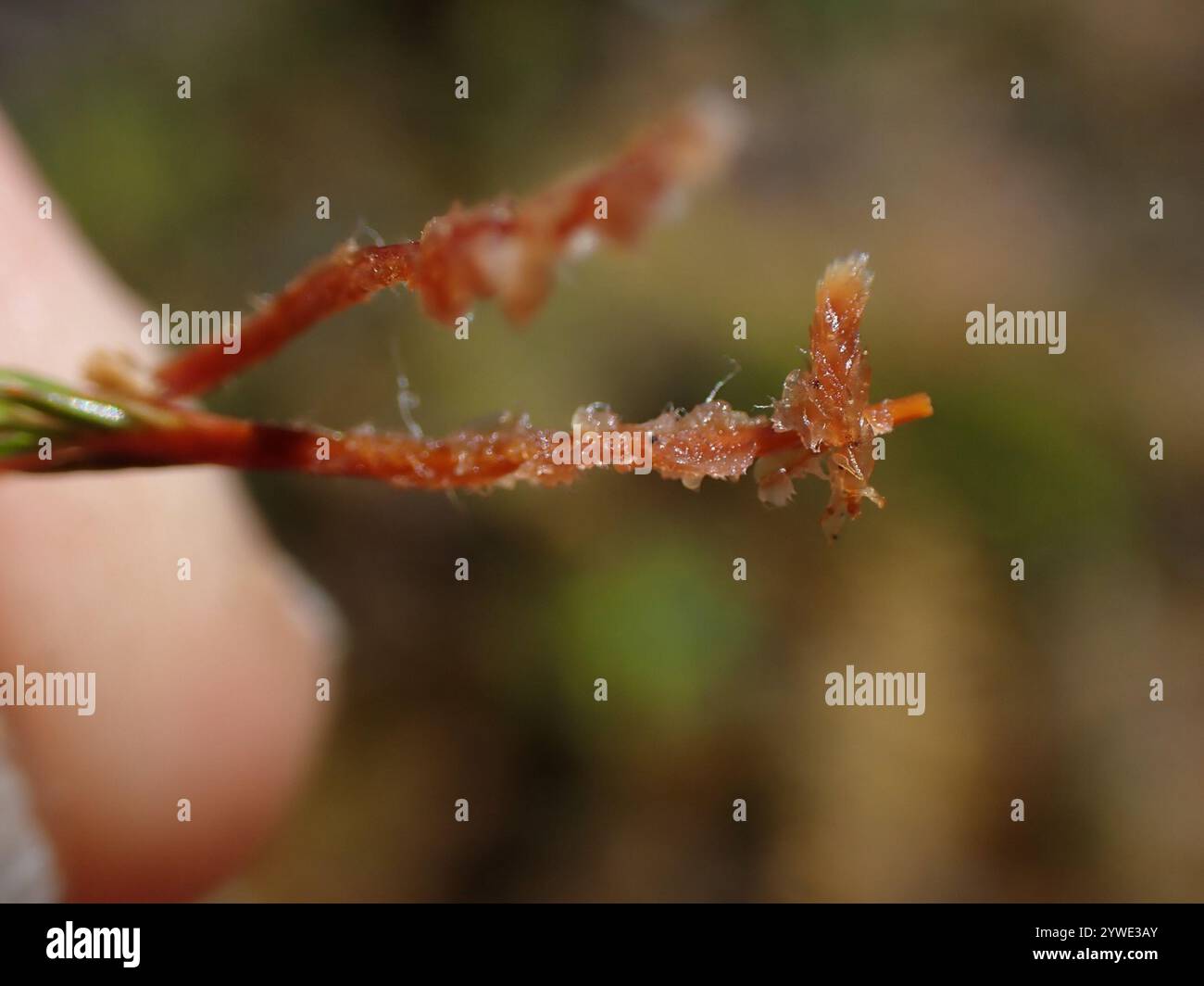 Bog Haircap Moss (Polytrichum strictum Stock Photo - Alamy