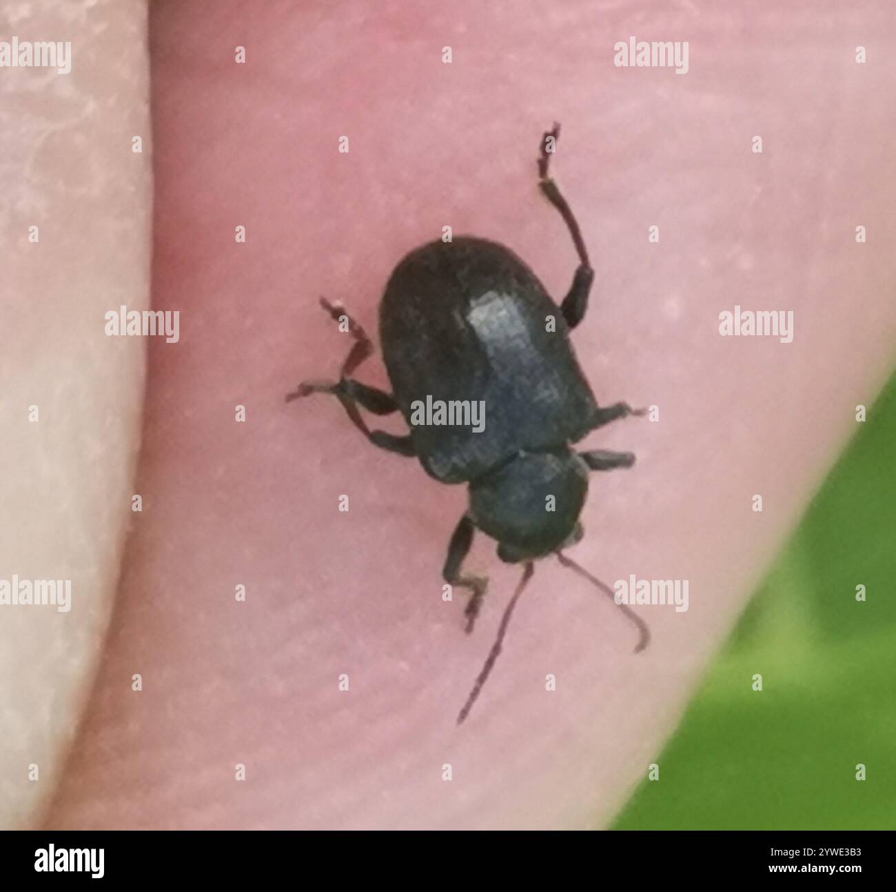 Western Grape Rootworm (Bromius obscurus Stock Photo - Alamy