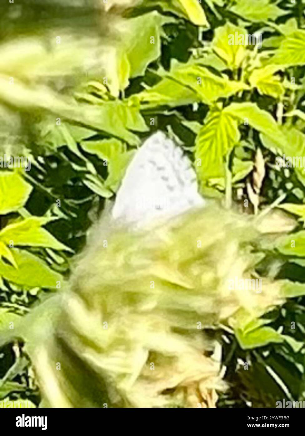 Summer Azure (Celastrina neglecta Stock Photo - Alamy