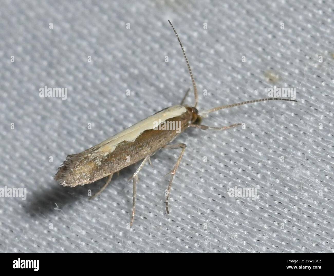 Diamondback Moth (Plutella xylostella Stock Photo - Alamy
