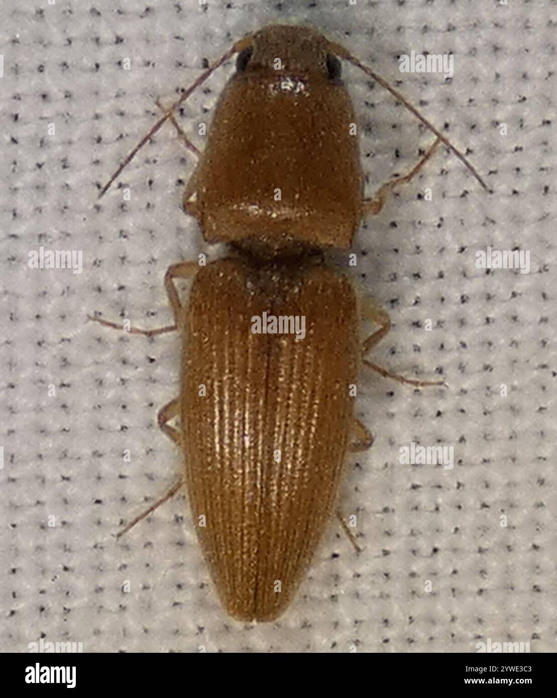 Peanut wireworm (Monocrepidius scissus Stock Photo - Alamy