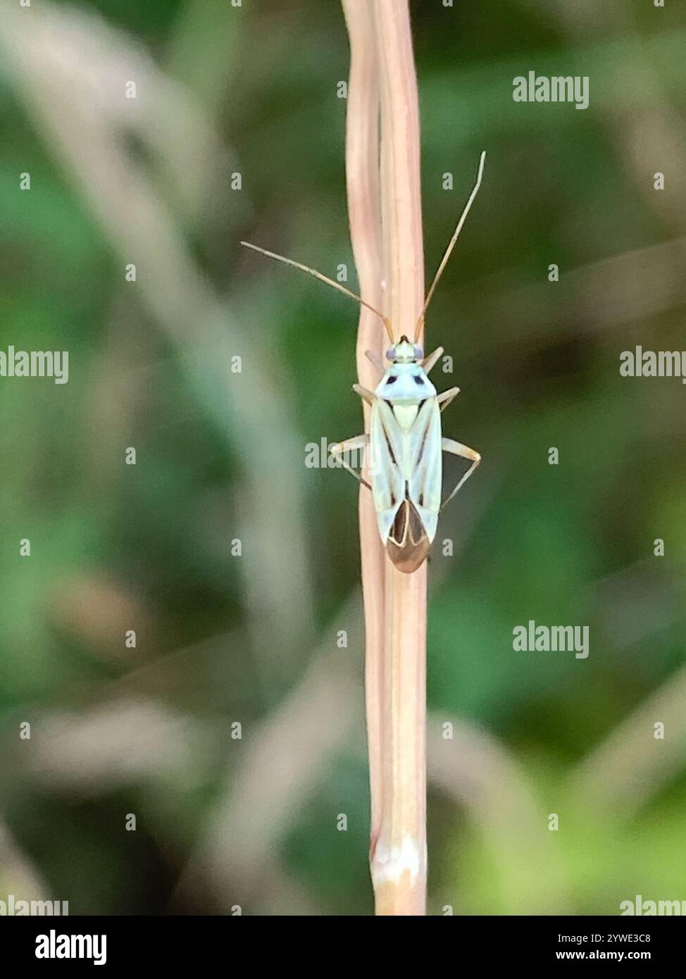 Two-spotted Grass Bug (Stenotus binotatus Stock Photo - Alamy