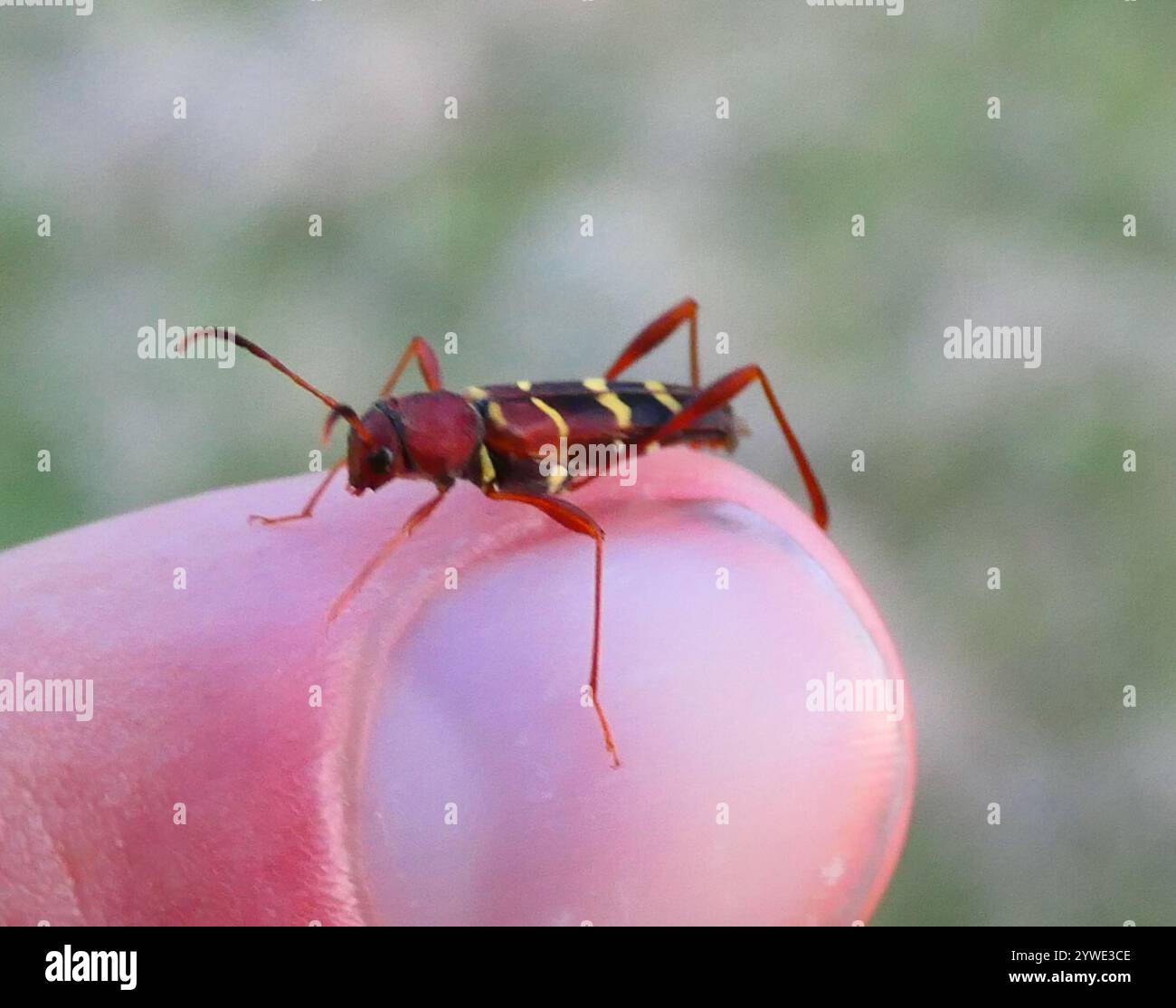 Red-headed Ash Borer (Neoclytus acuminatus Stock Photo - Alamy
