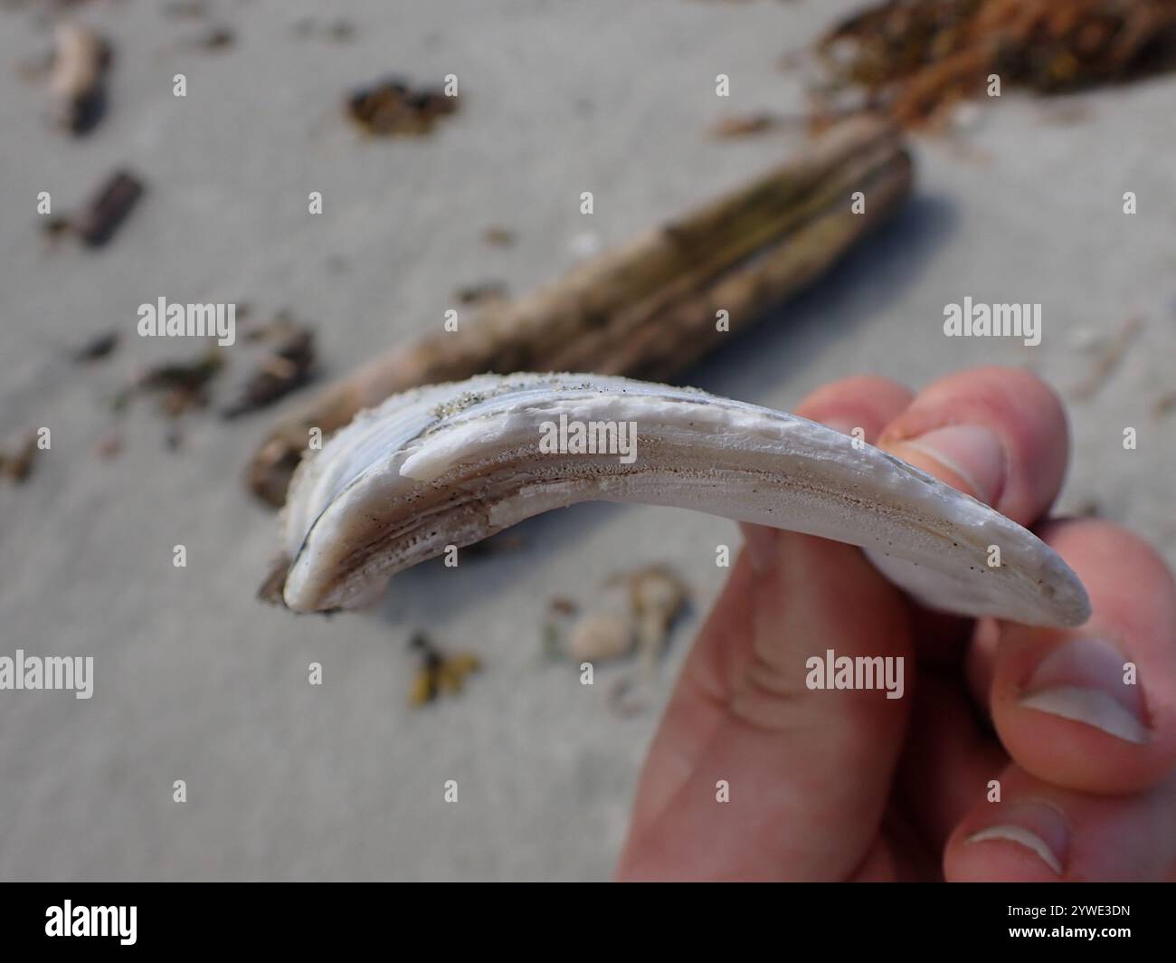 Pacific geoduck hi-res stock photography and images - Alamy