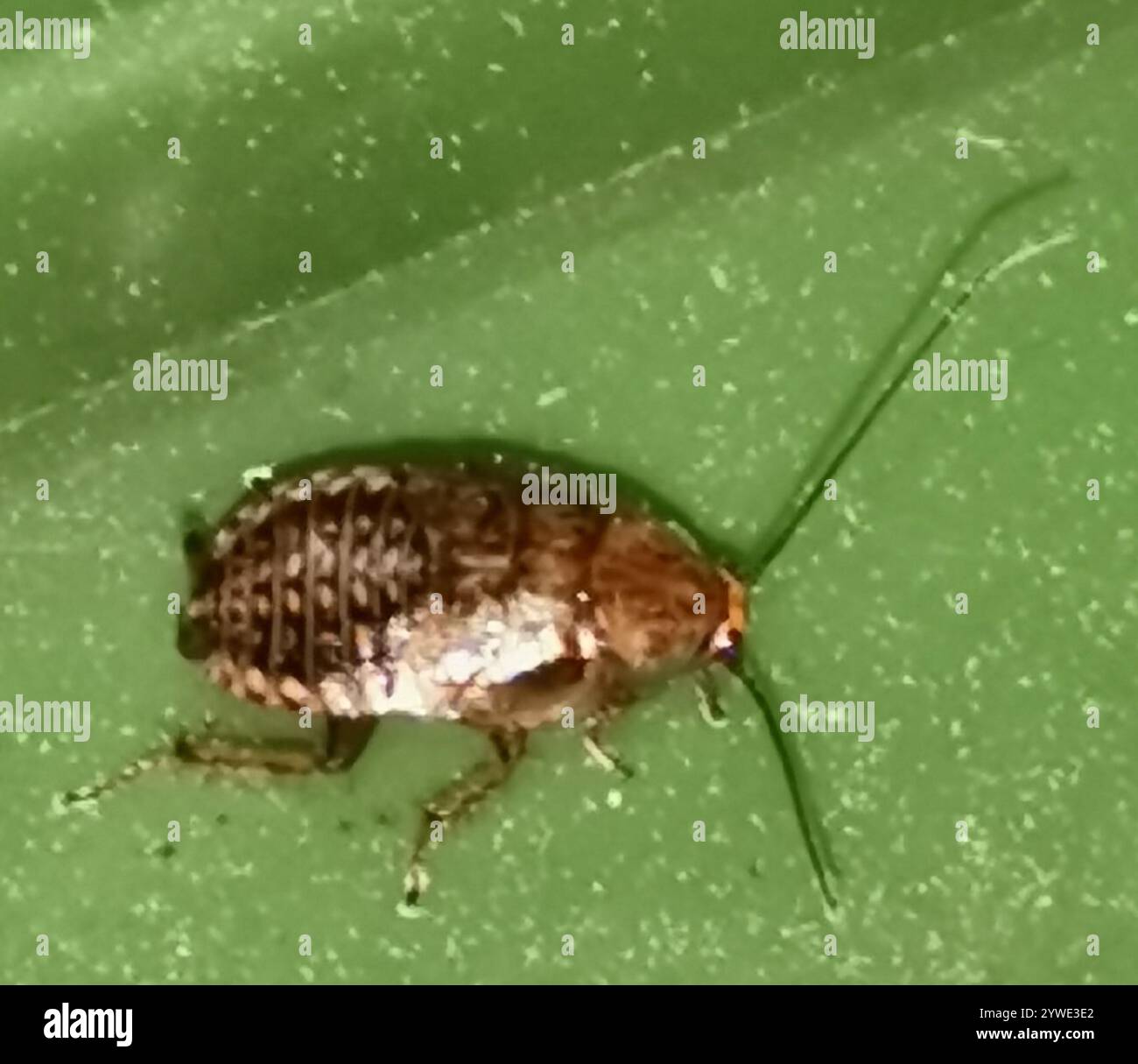 Dusky Cockroach (Ectobius lapponicus Stock Photo - Alamy