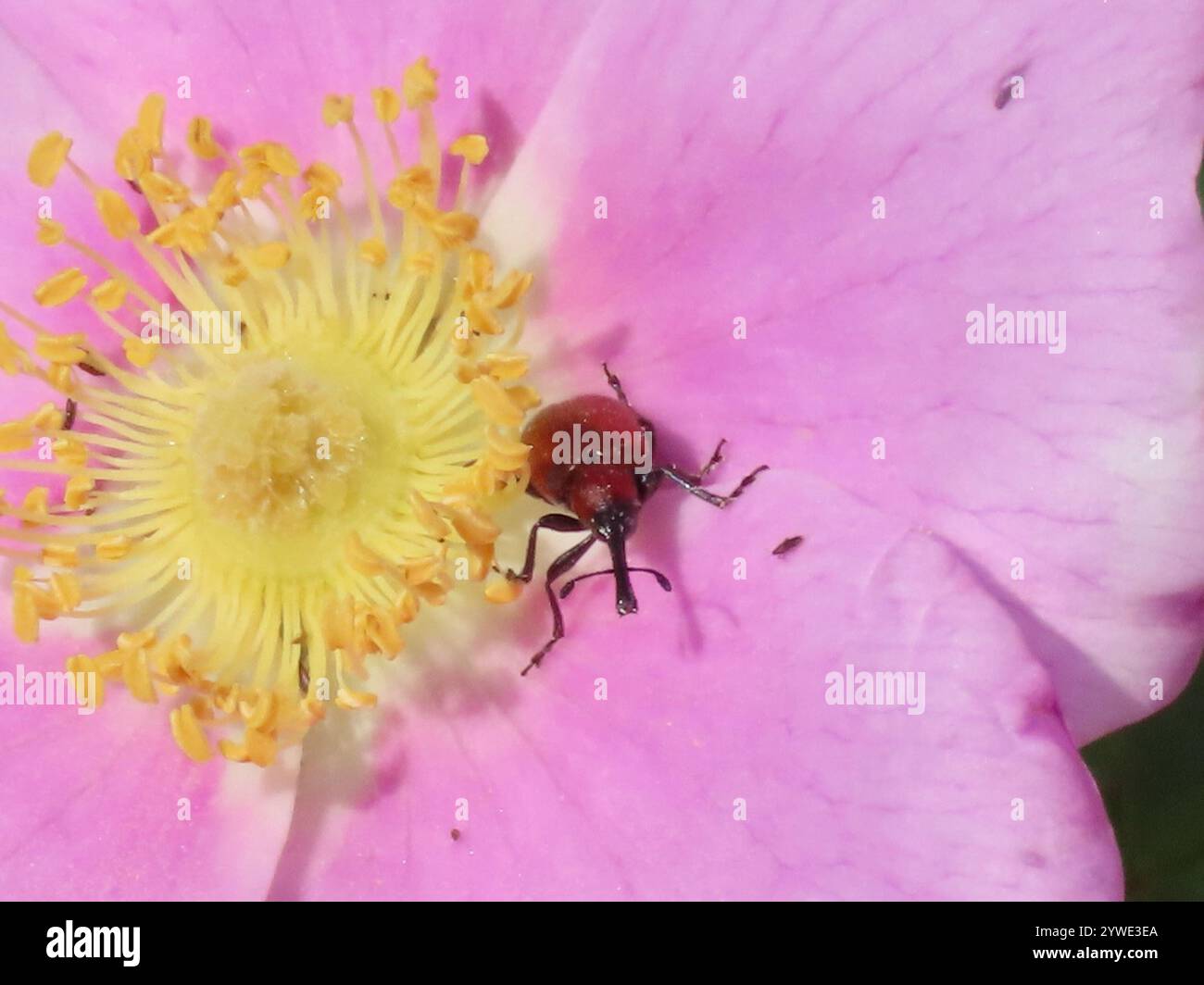 Merhynchites wickhami hi-res stock photography and images - Alamy