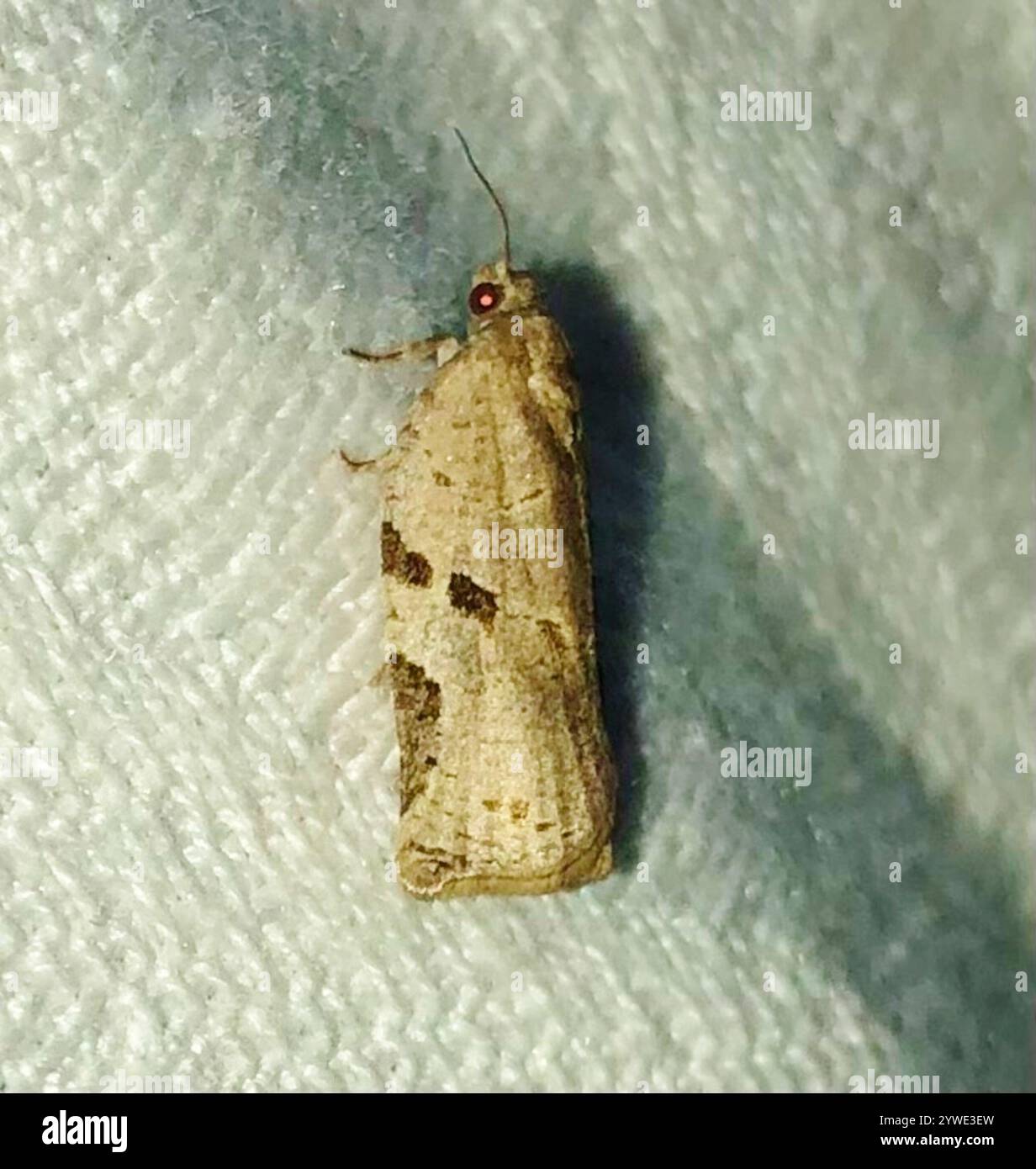 Gray Archips Moth (Archips grisea Stock Photo - Alamy