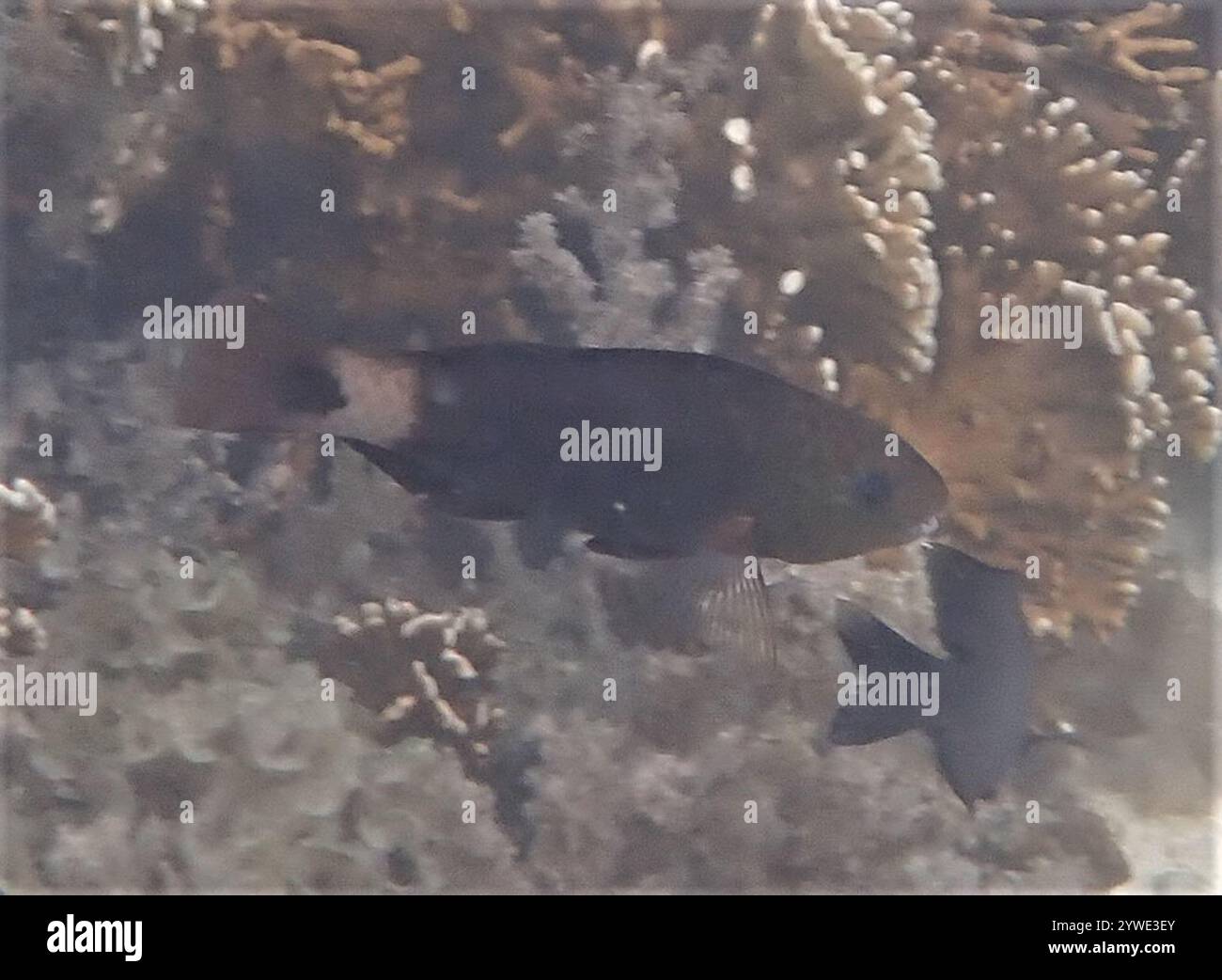 Indian Bullethead Parrotfish (Chlorurus sordidus Stock Photo - Alamy