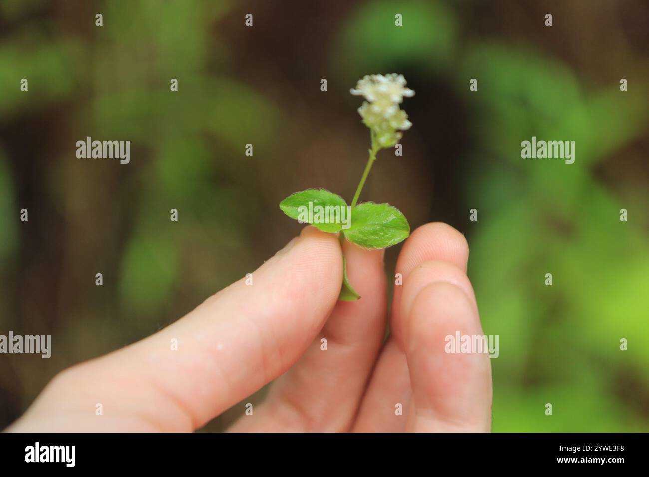 Whipplea modesta hi-res stock photography and images - Alamy