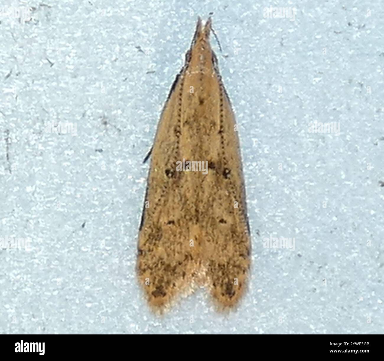 Many-spotted Dichomeris Moth (Dichomeris punctipennella Stock Photo - Alamy
