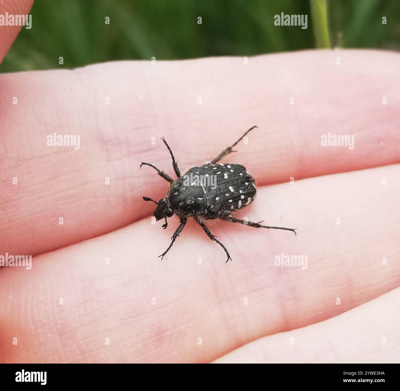 Mediterranean Spotted Chafer (Oxythyrea funesta Stock Photo - Alamy