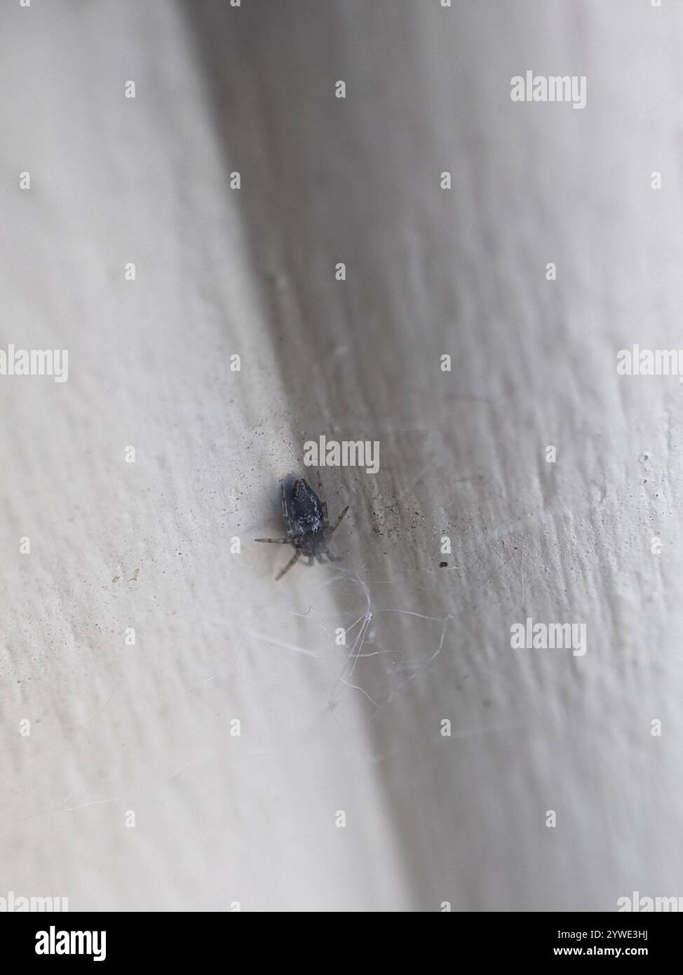 Wall Spiders (Oecobius Stock Photo - Alamy