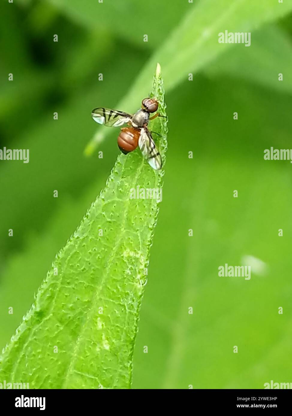 Soybean Nodule Fly (Rivellia quadrifasciata Stock Photo - Alamy