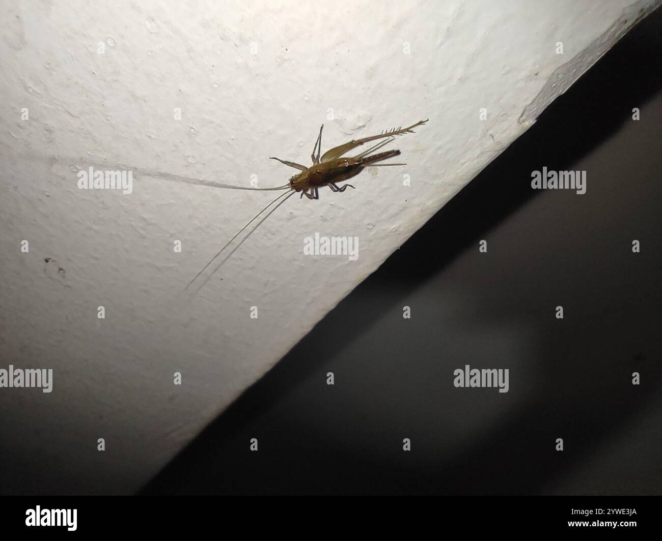 Trigs, Sword-tailed Crickets, and Ground Crickets (Trigonidiidae Stock ...