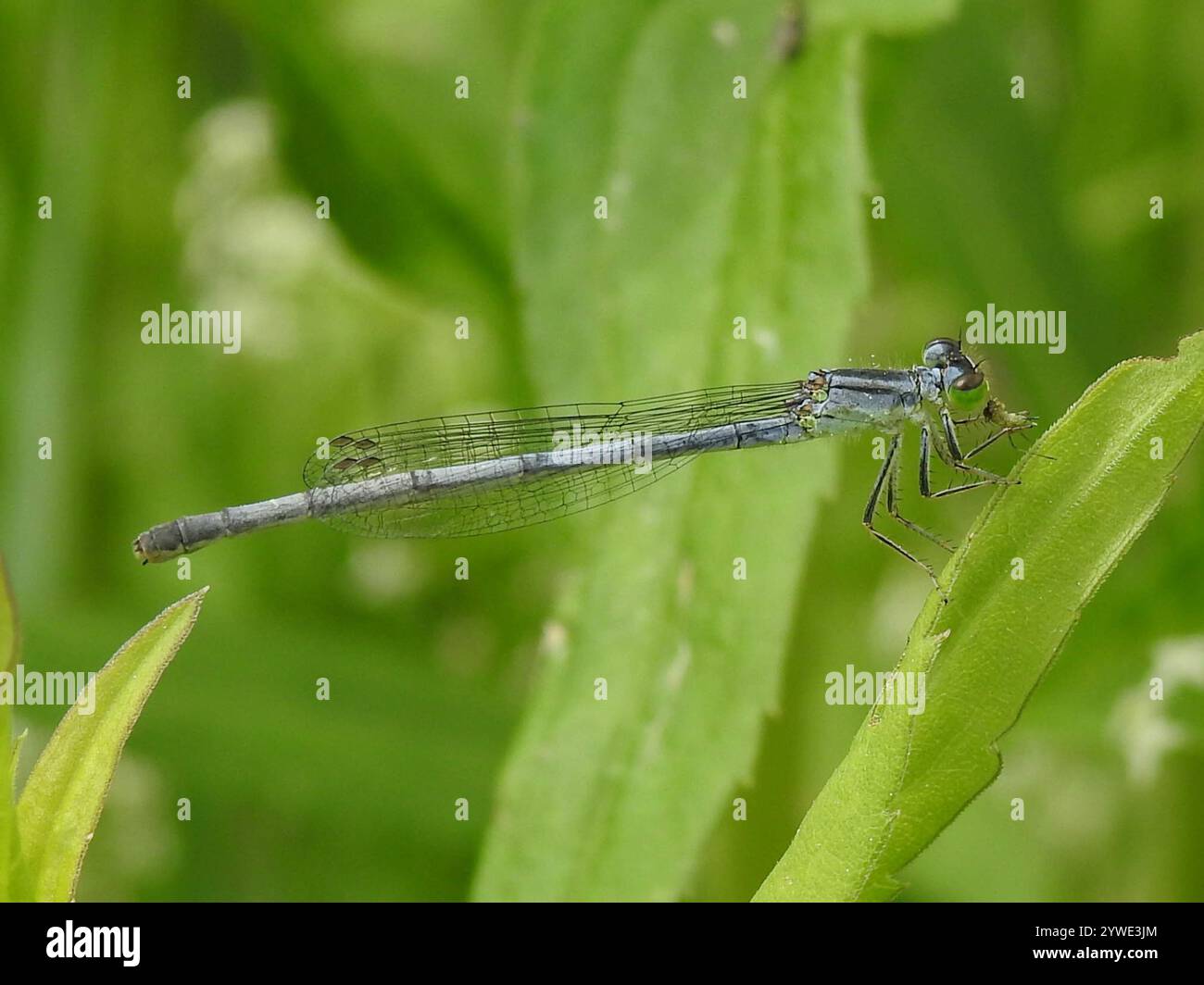 Eastern Forktail (Ischnura verticalis Stock Photo - Alamy