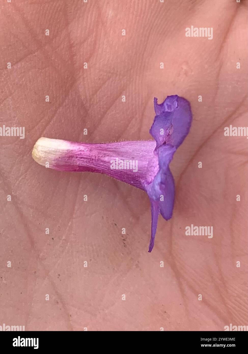 Low Beardtongue (Penstemon humilis Stock Photo - Alamy