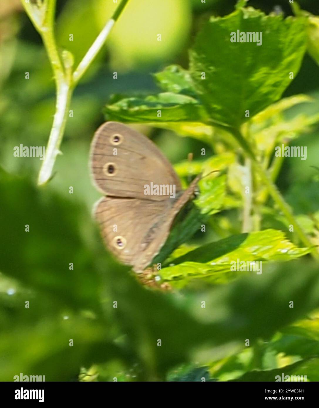 Little Wood Satyr (Megisto cymela Stock Photo - Alamy