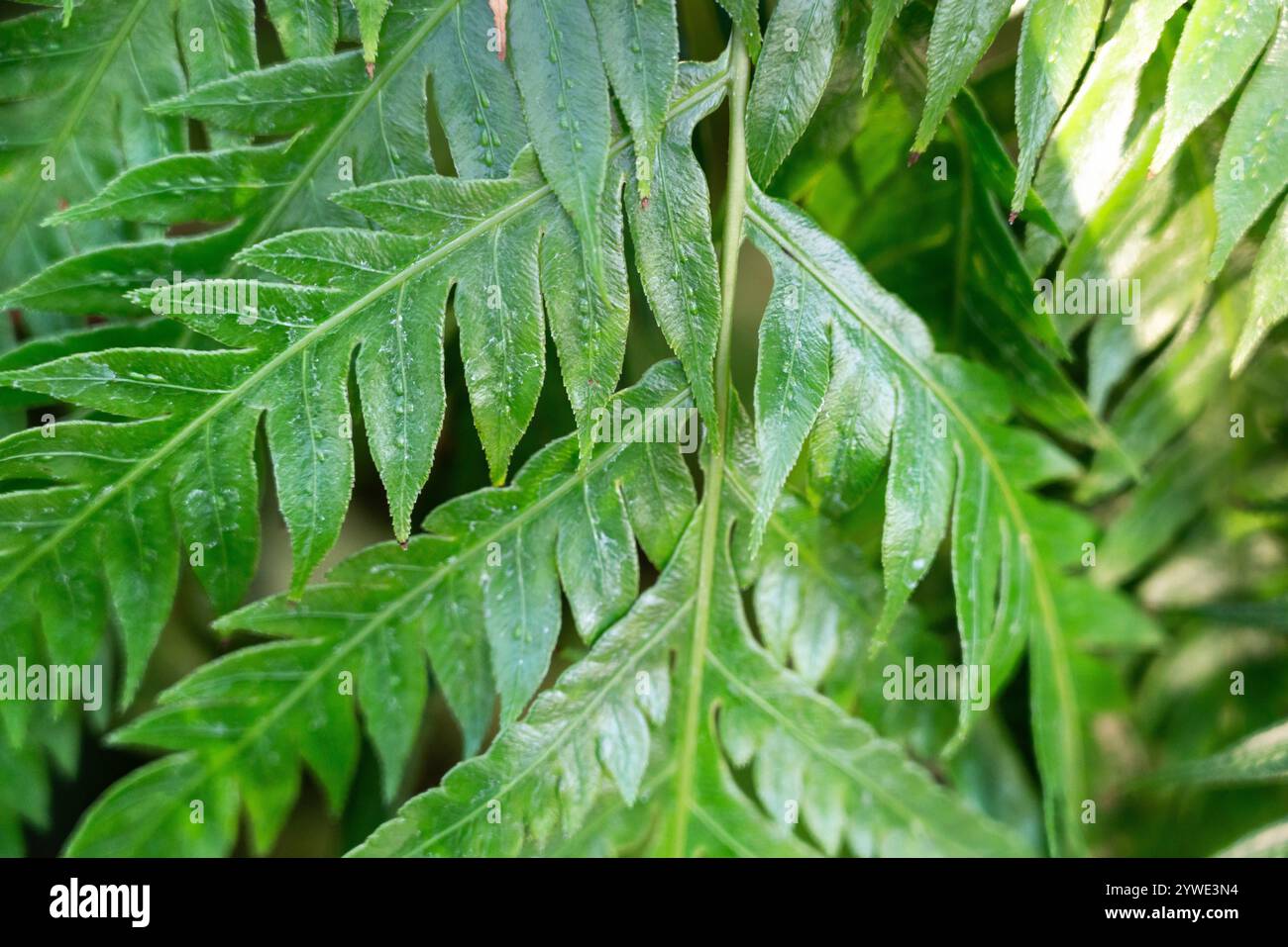 Closeup shot fern jungle hi-res stock photography and images - Alamy