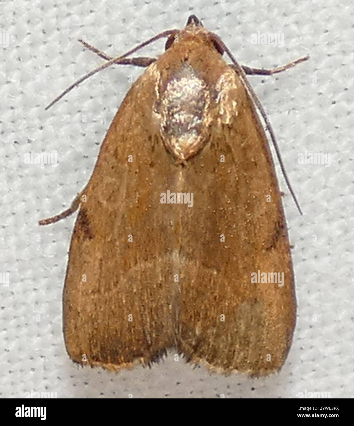 Wedgling Moth (Galgula partita Stock Photo - Alamy