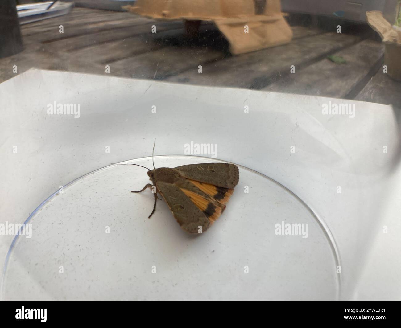 Lesser Yellow Underwing (Noctua comes Stock Photo - Alamy