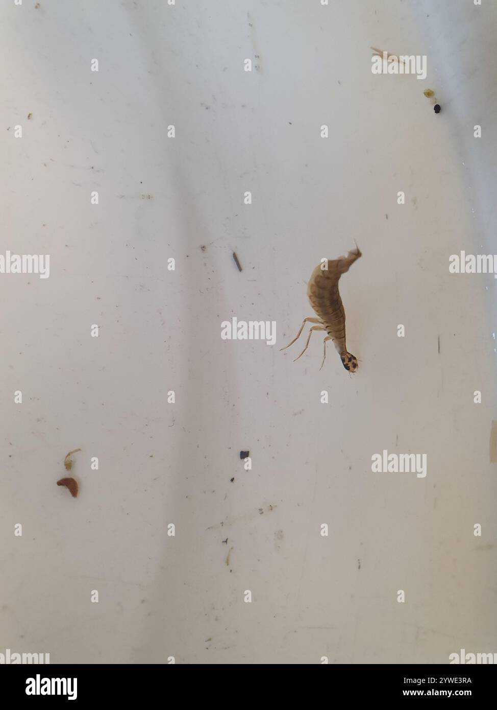 Lesser Diving-beetle (Acilius sulcatus Stock Photo - Alamy