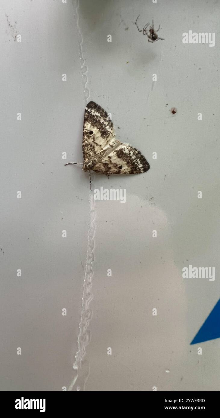 Powder Moth (Eufidonia notataria Stock Photo - Alamy