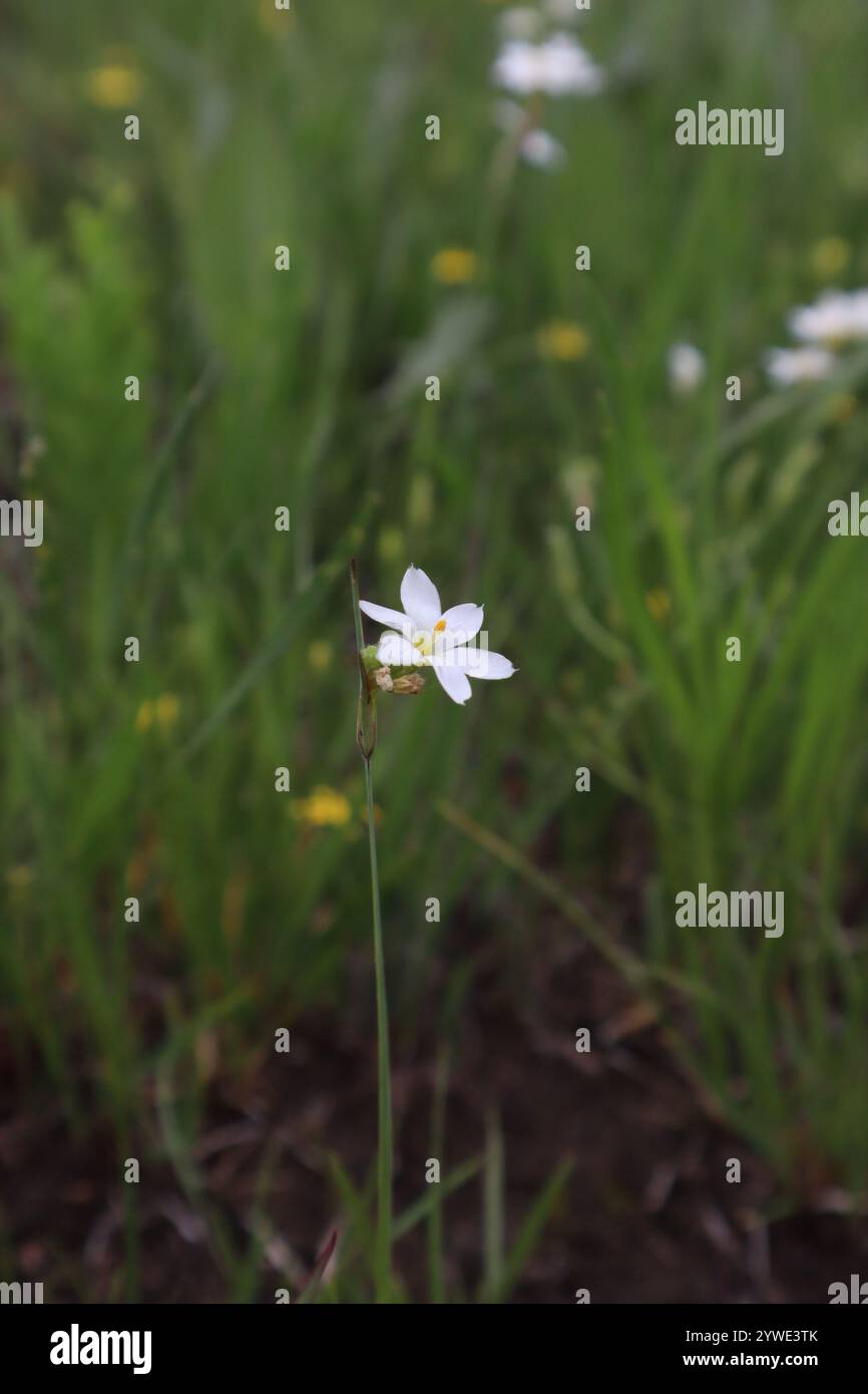 prairie blue-eyed grass (Sisyrinchium campestre Stock Photo - Alamy