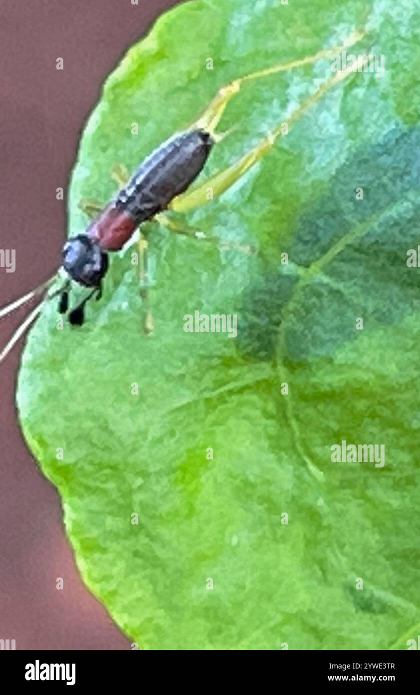 Red-headed Bush Cricket (Phyllopalpus pulchellus Stock Photo - Alamy