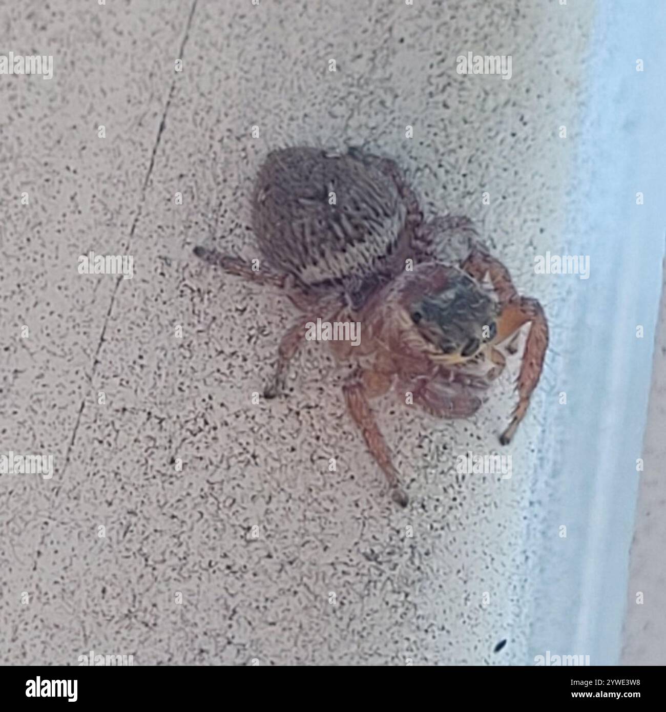 Mediterranean white-banded spider (Evarcha jucunda Stock Photo - Alamy