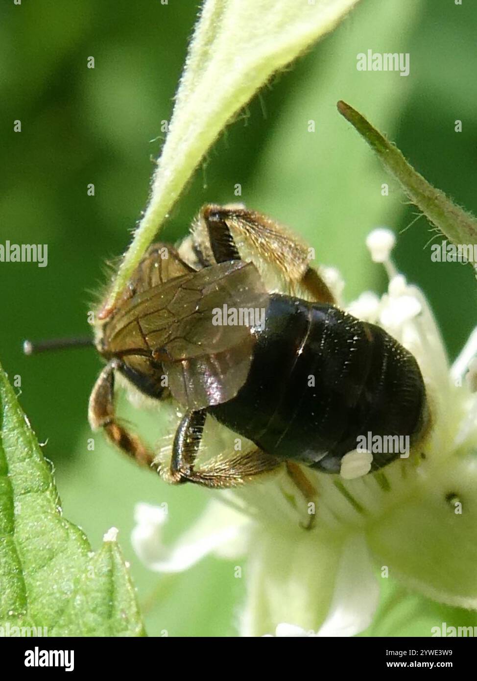 Mining Bees (Andrena Stock Photo - Alamy