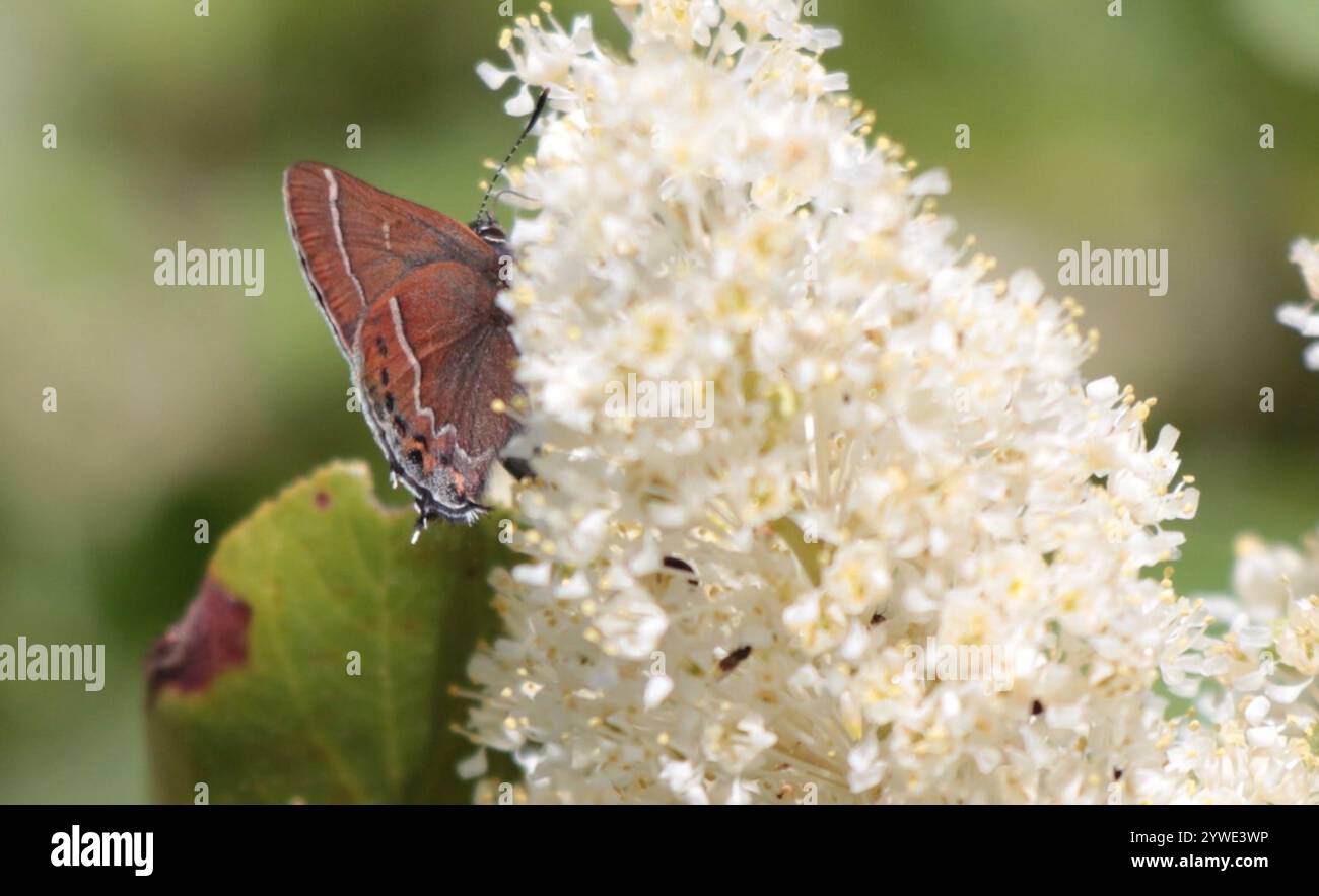Callophrys spinetorum hi-res stock photography and images - Alamy