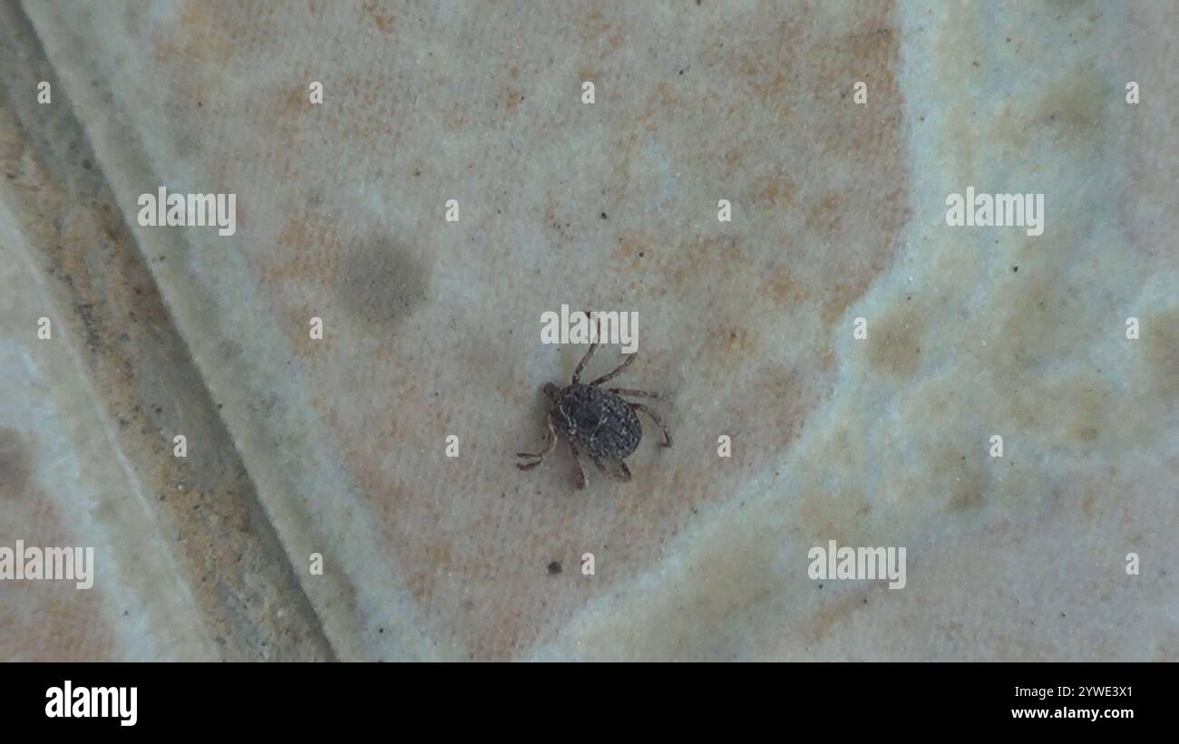 Hyalomma hi-res stock photography and images - Alamy