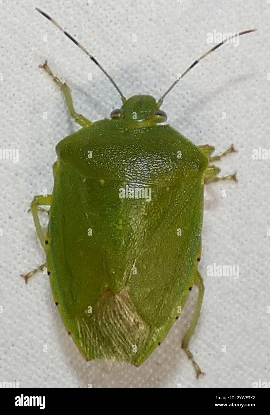 Green Stink Bug (Chinavia hilaris Stock Photo - Alamy