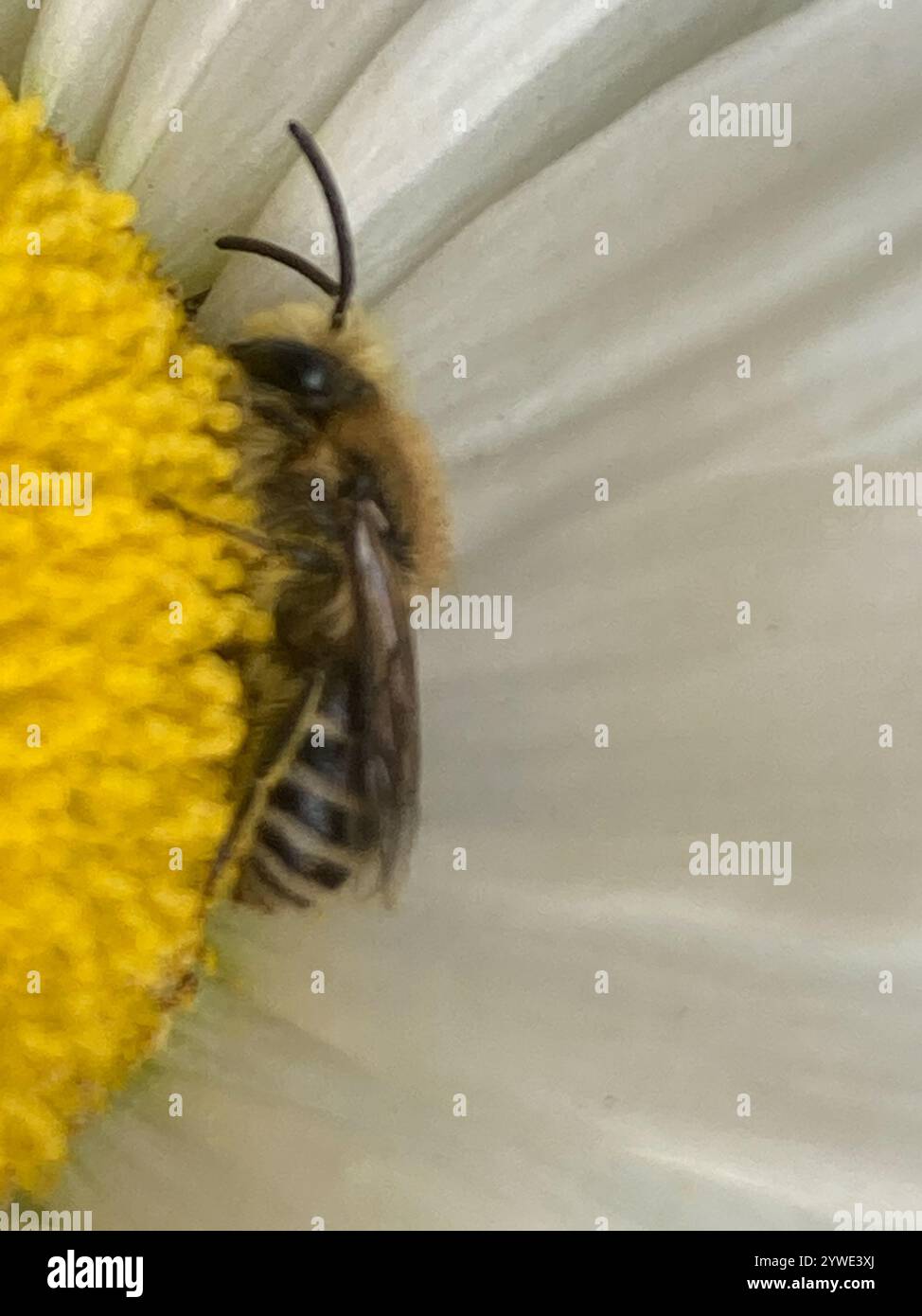 Cellophane Bees (Colletes Stock Photo - Alamy