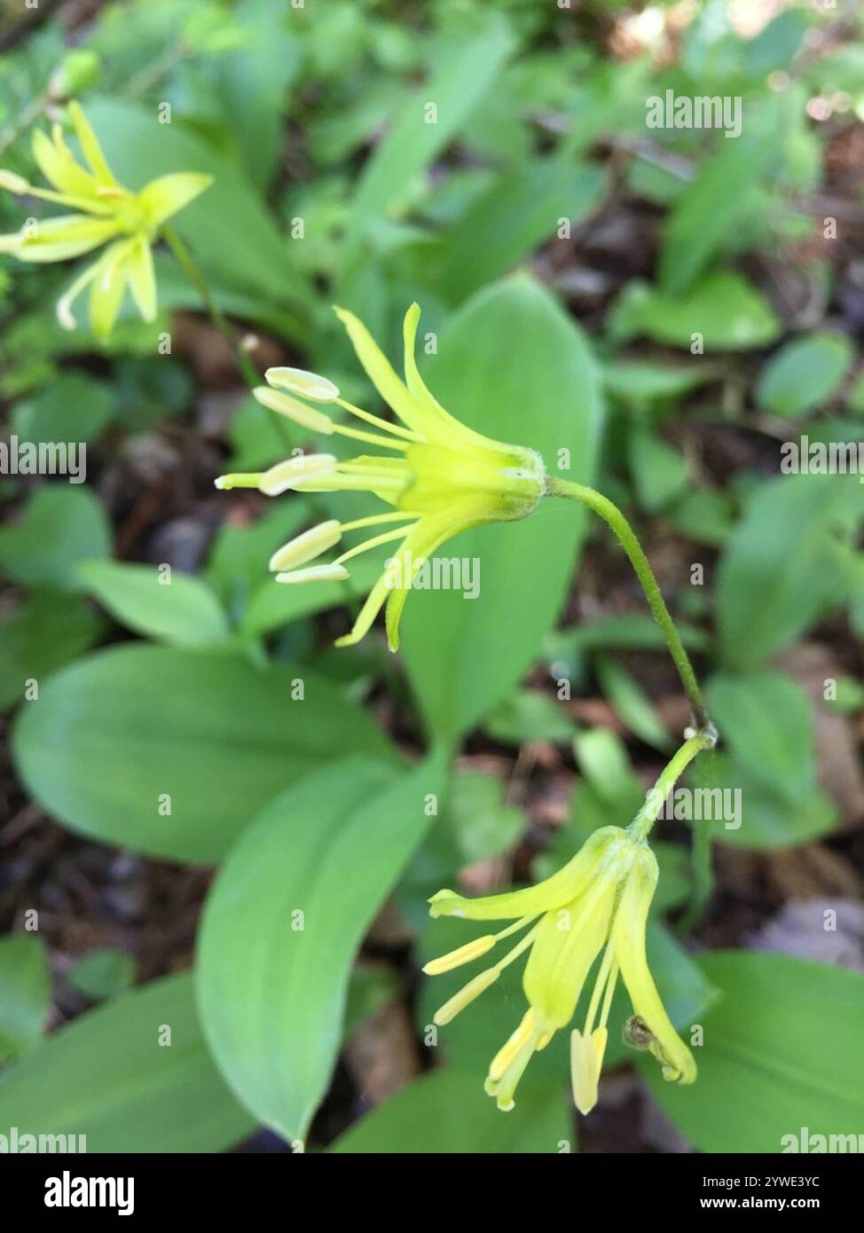 bluebead lily (Clintonia borealis Stock Photo - Alamy