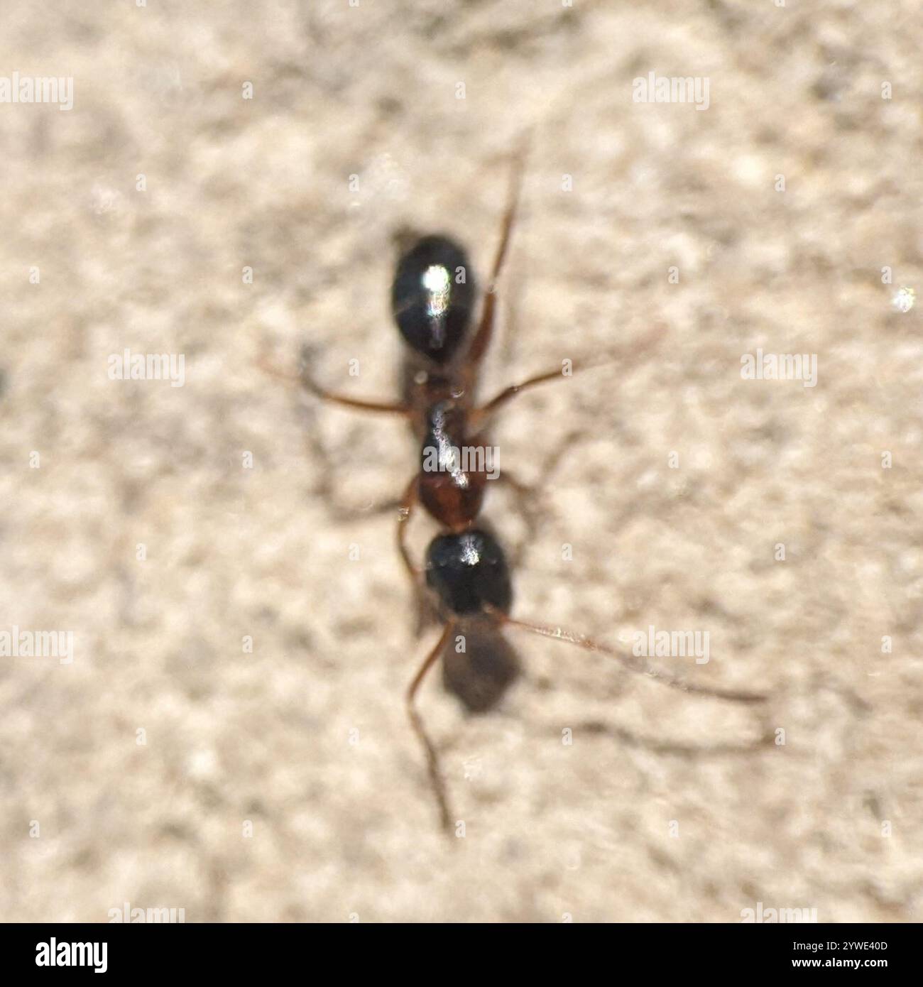 Nearctic Carpenter Ant (Camponotus nearcticus Stock Photo - Alamy