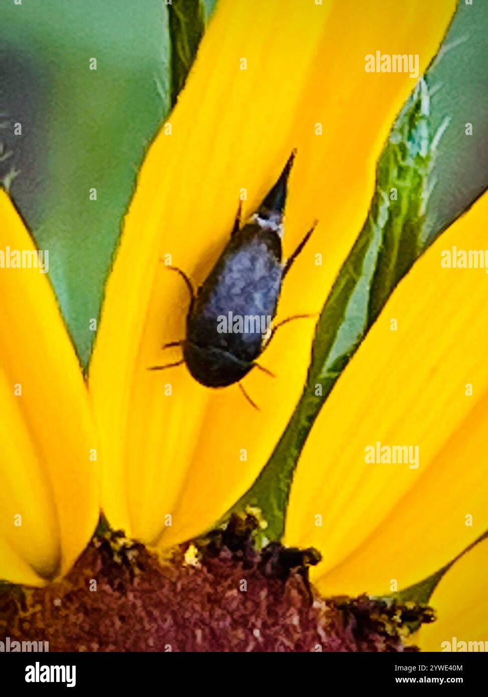 Tumbling Ragdoll (Mordella marginata Stock Photo - Alamy